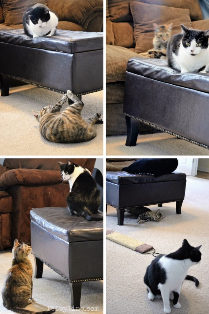 Introducing a New Kitten to Your Household Cat • FYI by Tina