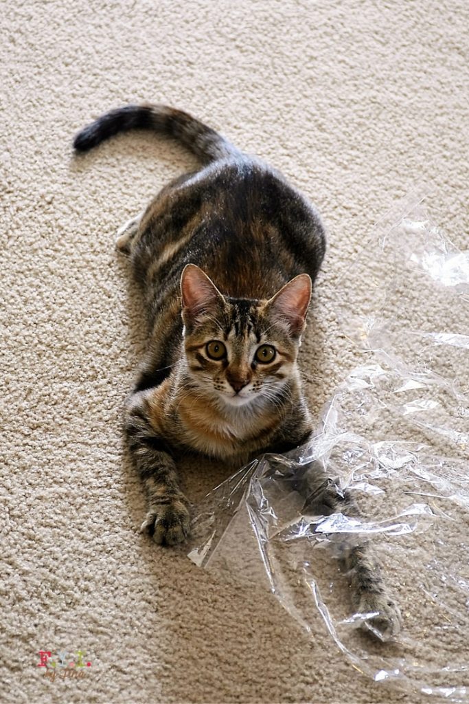 Introducing a New Kitten to Your Household Cat • FYI by Tina